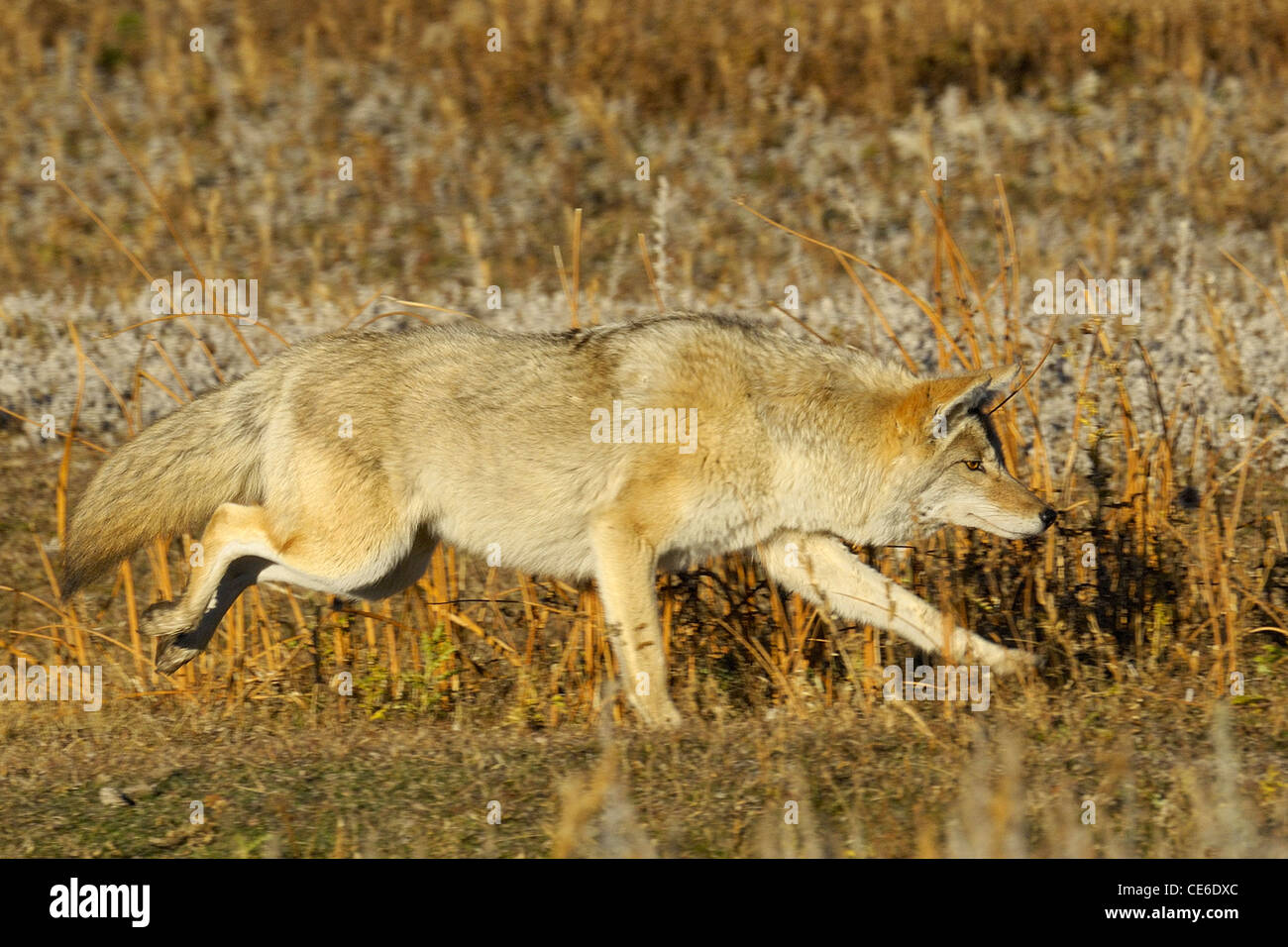 Coyote running hi-res stock photography and images - Alamy