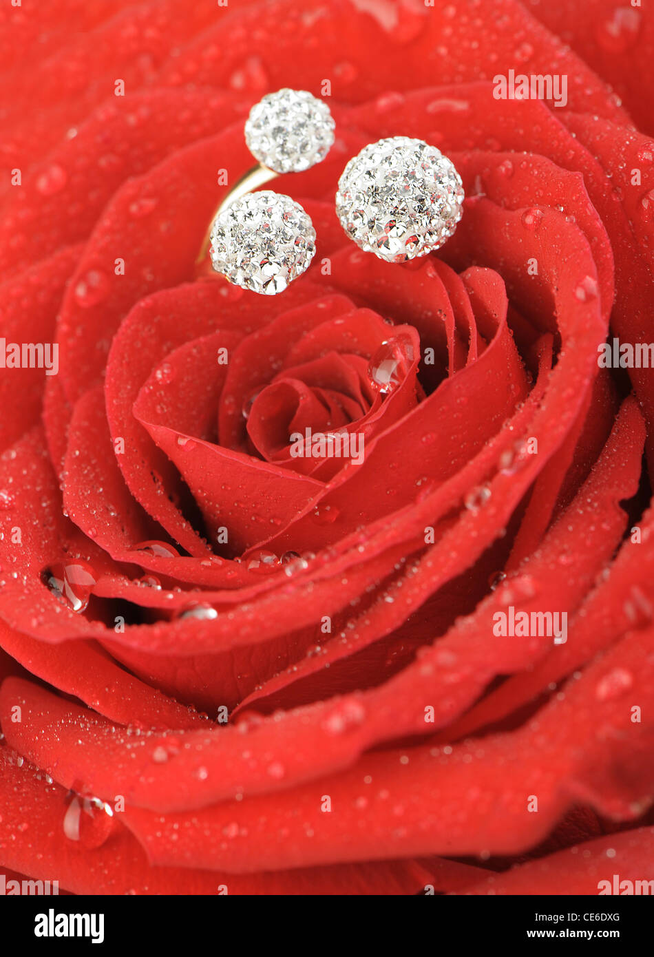 Red rose with a ring with jewels and water drops. A photo closeup Stock ...