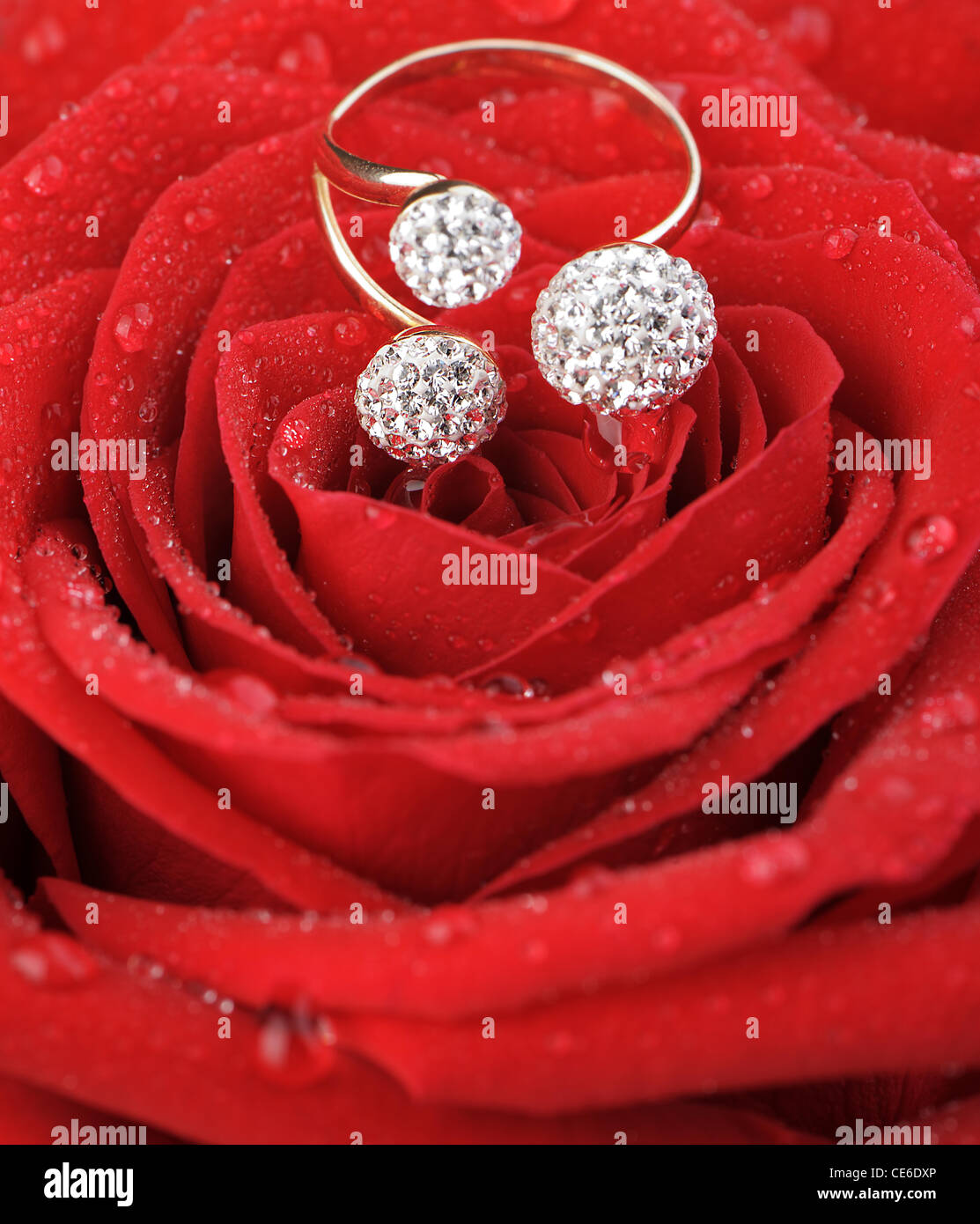 Red rose with a ring with jewels and water drops. A photo closeup Stock ...