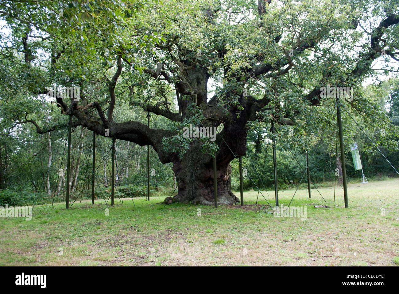 The Major Oak tree Stock Photo - Alamy