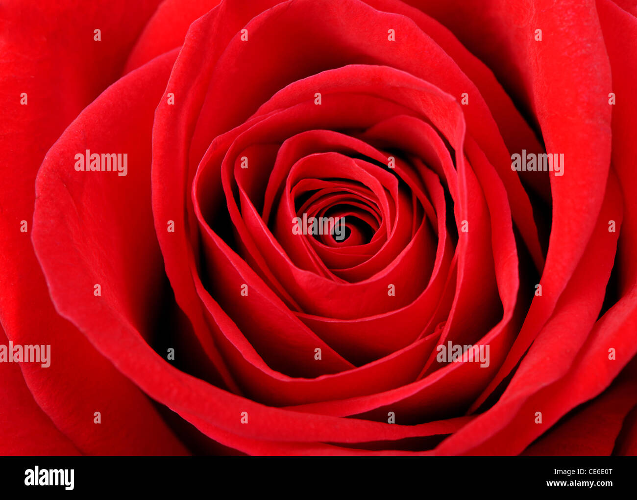 Red rose background closeup.Detail photo flower Stock Photo - Alamy