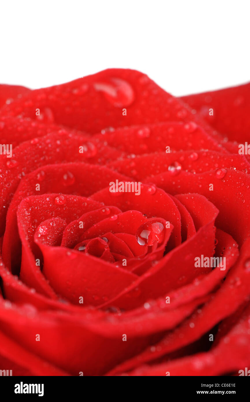 Red rose with water drops it is isolated on a white background. A photo ...