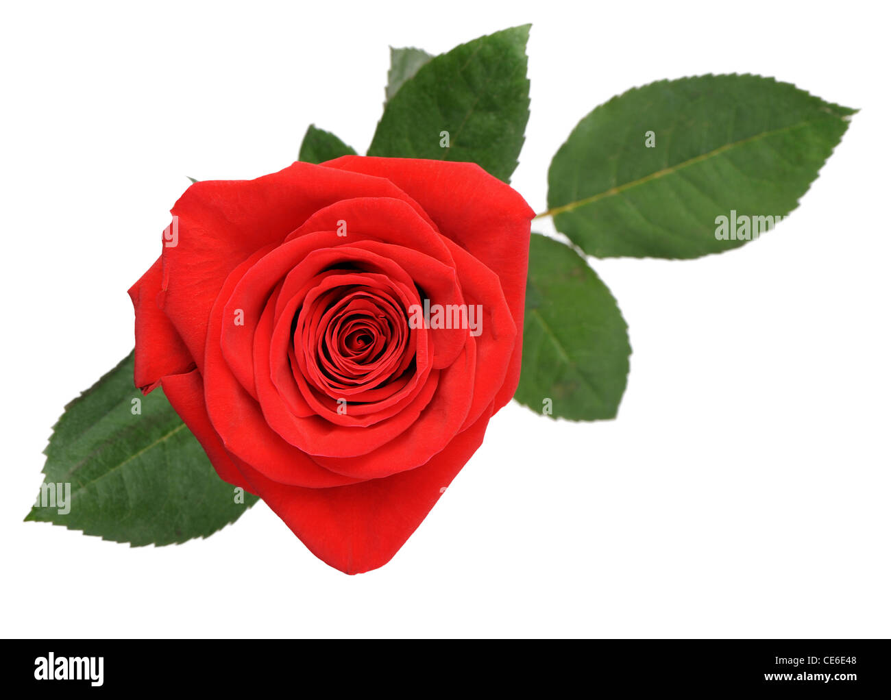 Rose above view isolated on hi-res stock photography and images - Alamy
