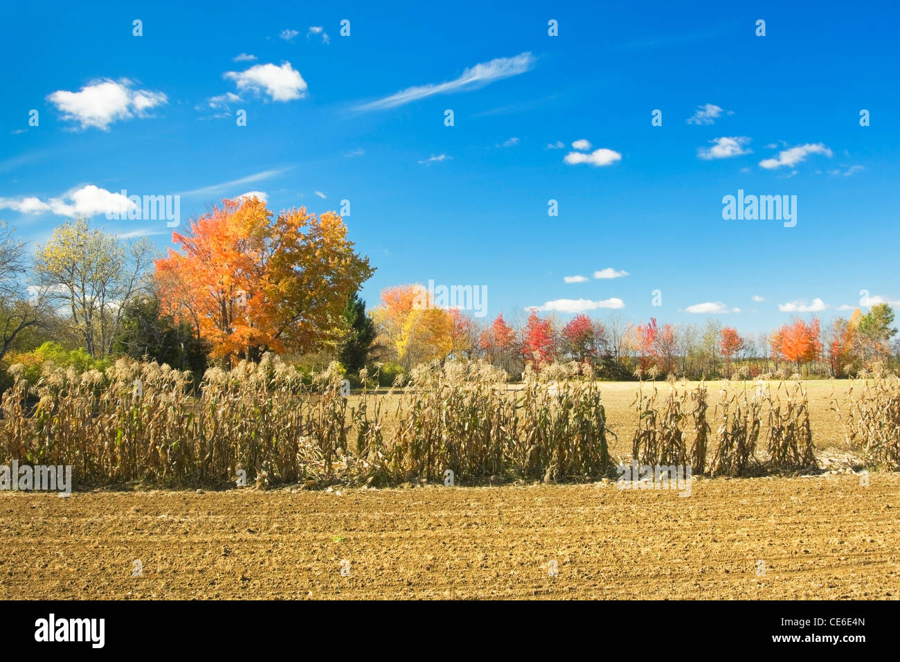 Corn field in fall after harvest Maine Stock Photo - Alamy