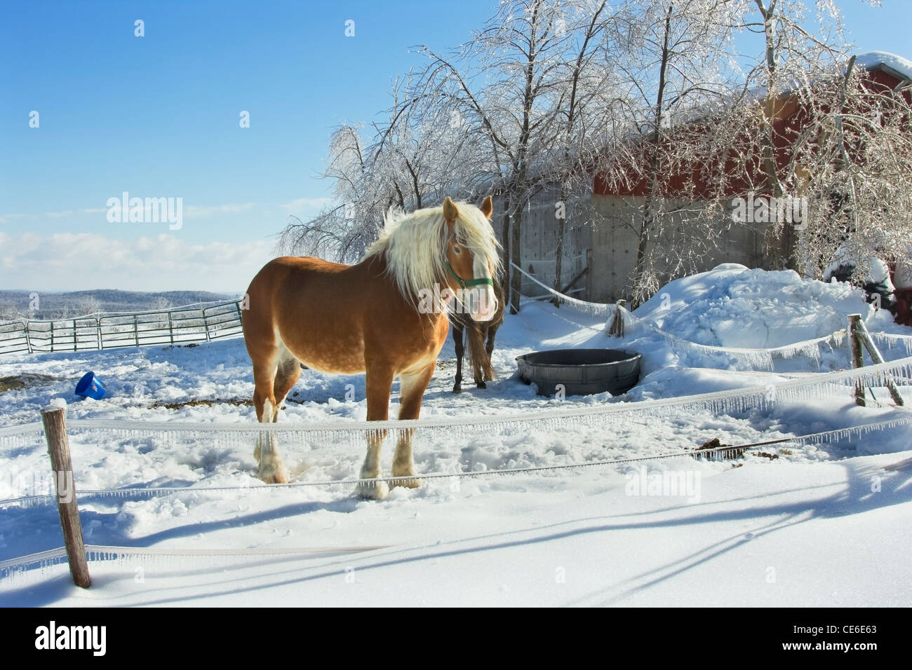 Ice farm hi-res stock photography and images - Alamy