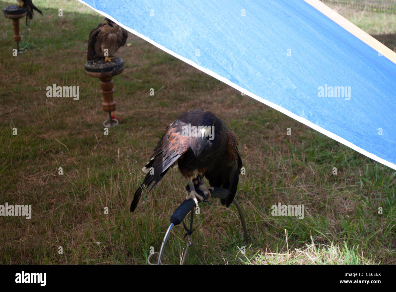 Harris Hawk and other falconry birds under tent / plastic shelter Stock Photo - Alamy