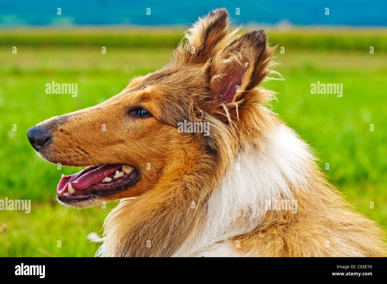 American collie hi-res stock photography and images - Alamy