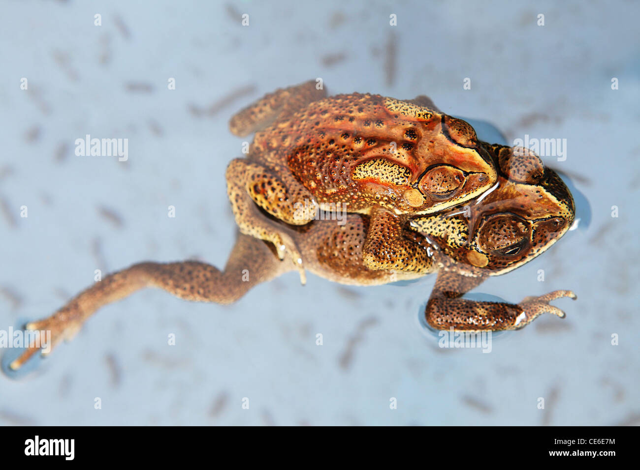 Frog skin texture hi-res stock photography and images - Alamy