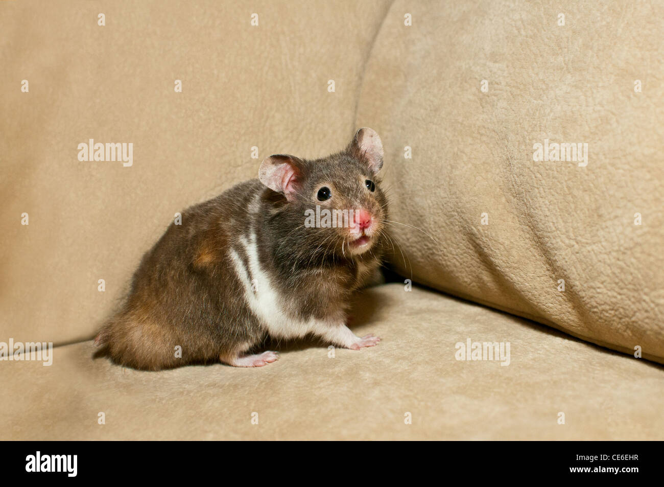 Playing with hamster hi-res stock photography and images - Alamy