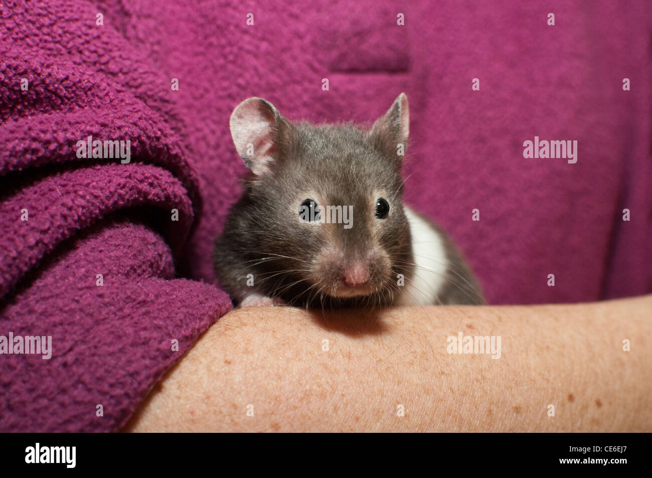 child playing with hamster, england,uk,europe Stock Photo - Alamy