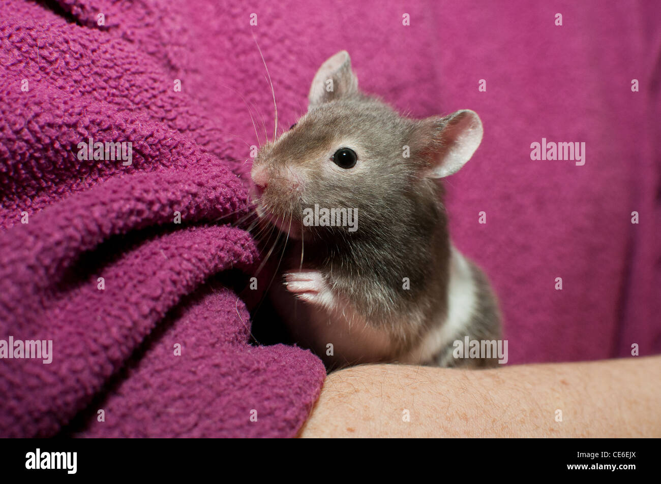 child playing with hamster, england,uk,europe Stock Photo - Alamy