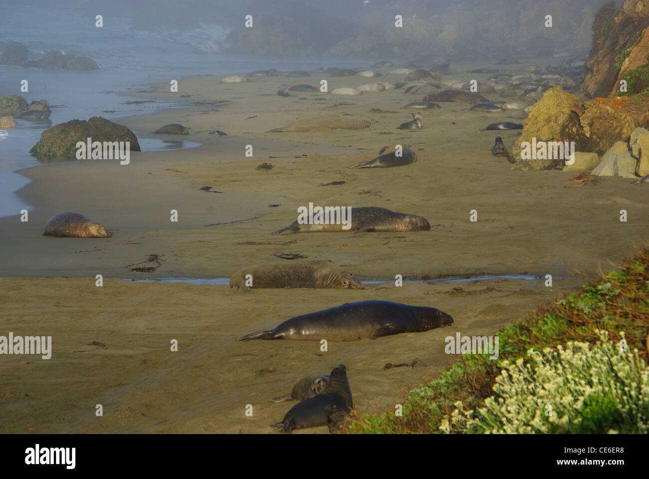 Pacific ocean animals and vegetation hi-res stock photography and ...