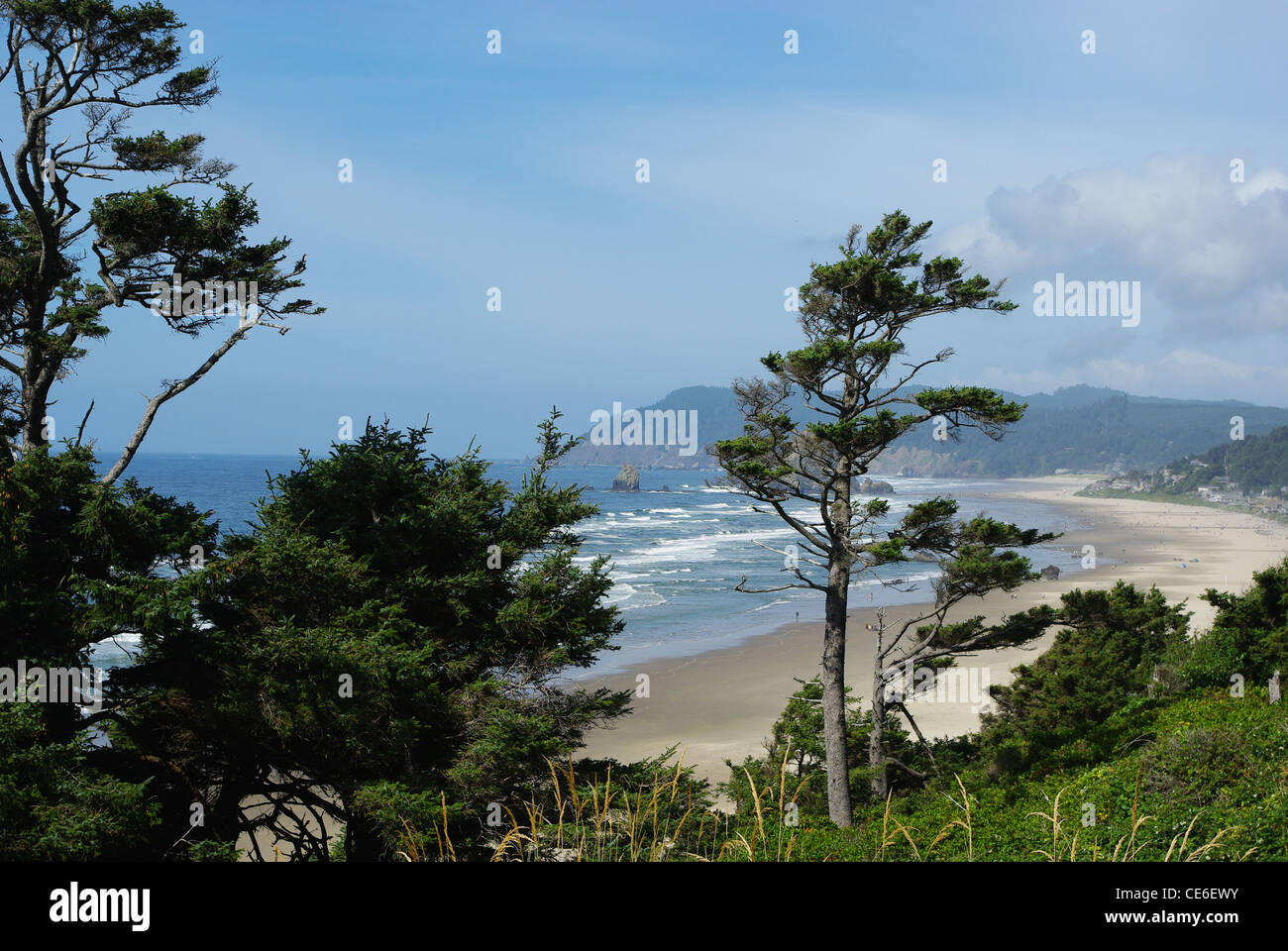Wind bent trees, beach, waves and cliffs, Pacific Coast, Oregon Stock ...