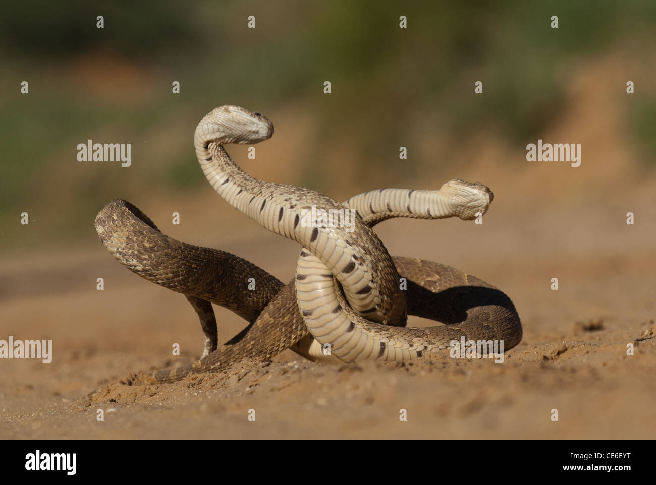 African Puffadder/ Pofadder/ Bitis arientans in dangerous mating ritual ...
