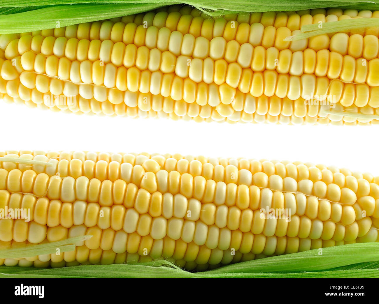 raw corn cobs on white background Stock Photo - Alamy