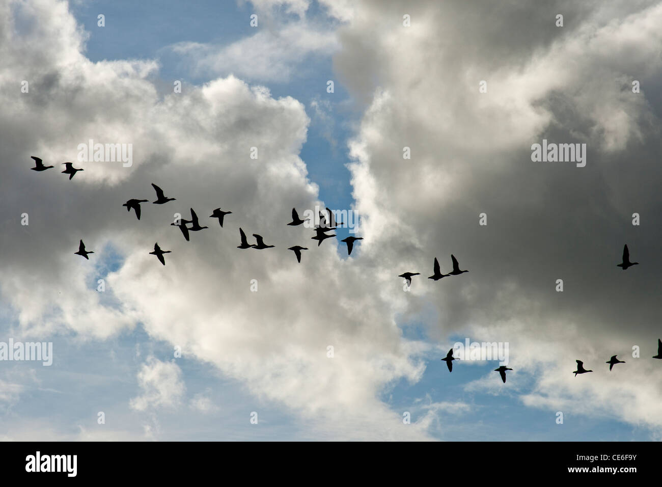 A flock of geese silhouetted against a stormy sky Stock Photo - Alamy