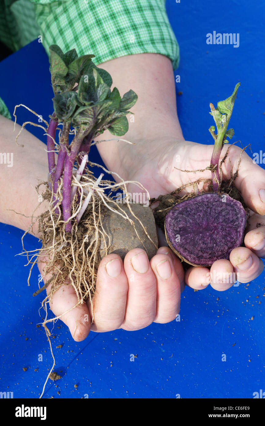 Purple Majesty Potatoes