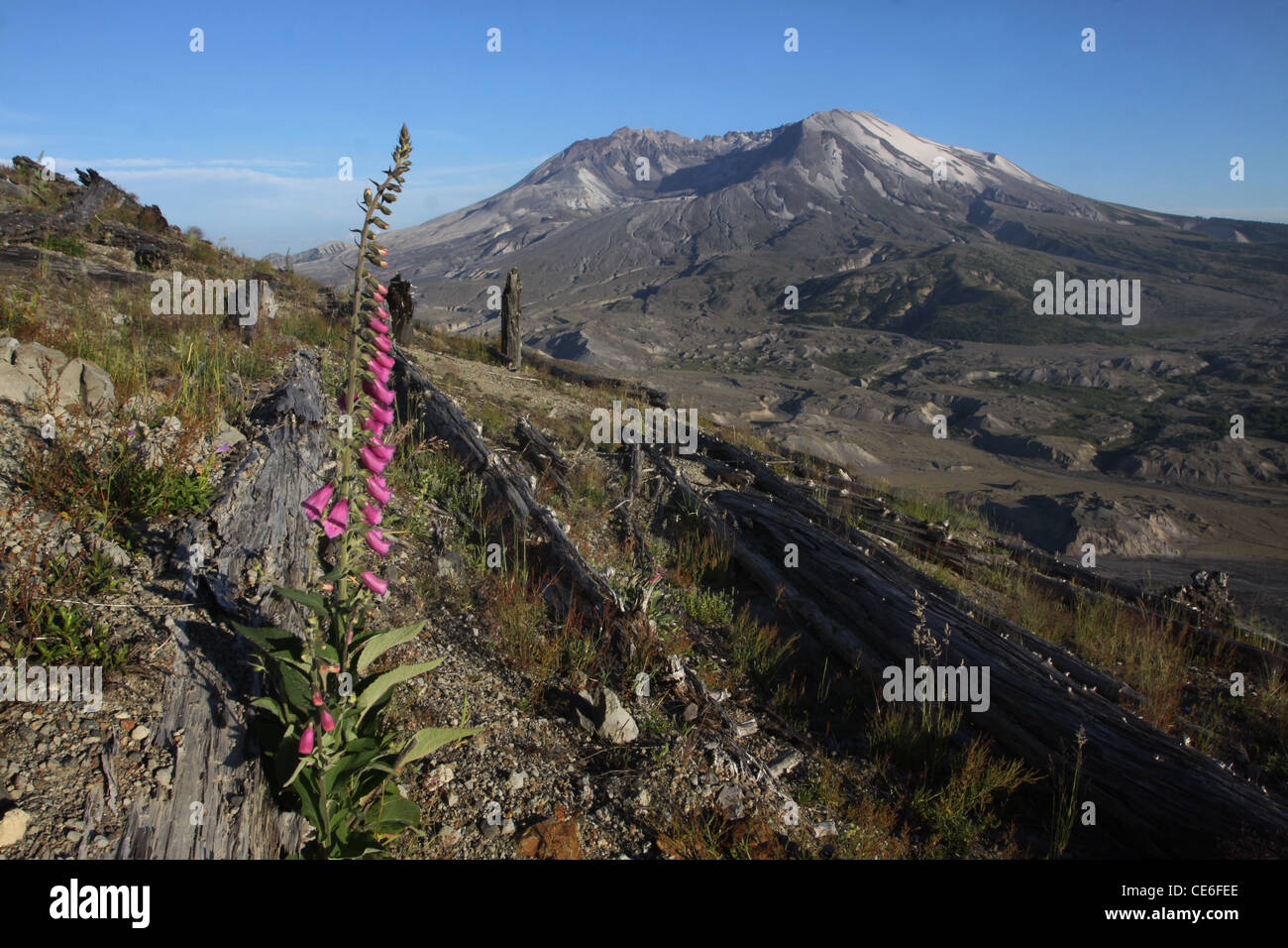 Foxglove flowers regrowth pumice plain Mount St Helens Volcano National ...