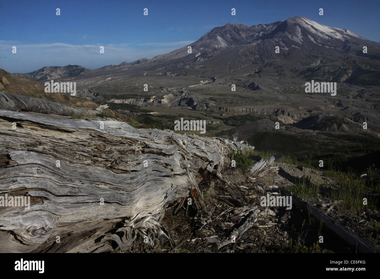 trees killed from 1980 eruption Mount St Helens Volcano National ...