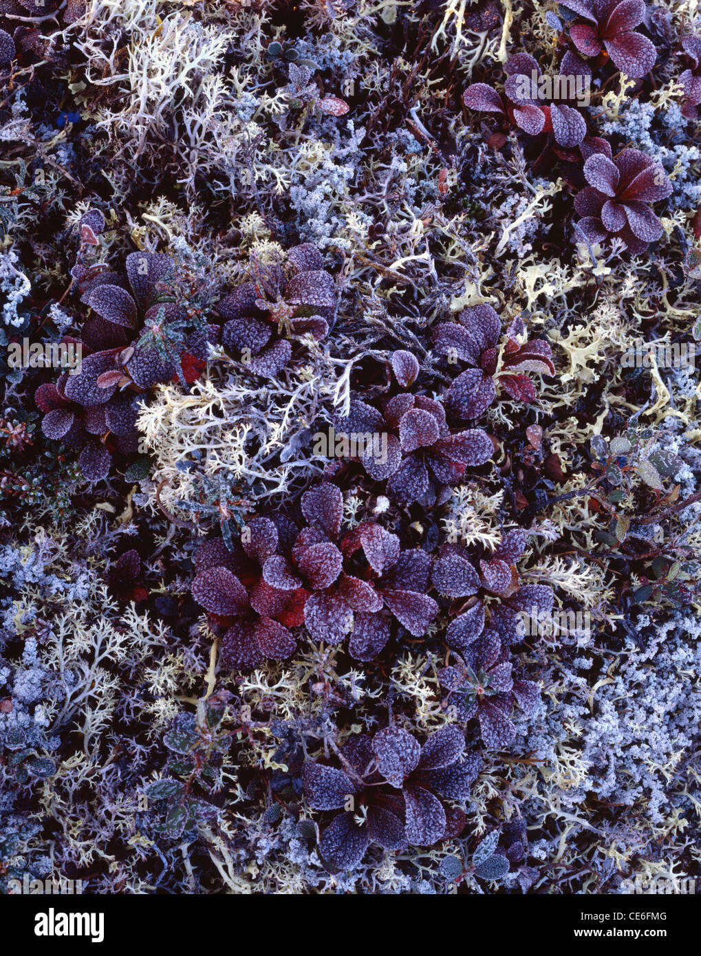 Alaska tundra plants hi-res stock photography and images - Alamy