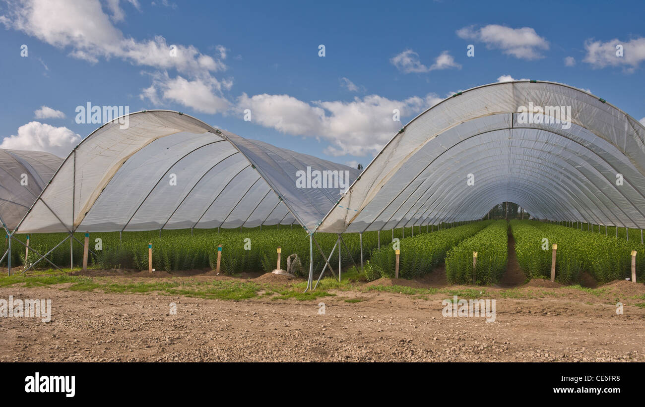 Poly tunnels hi-res stock photography and images - Alamy