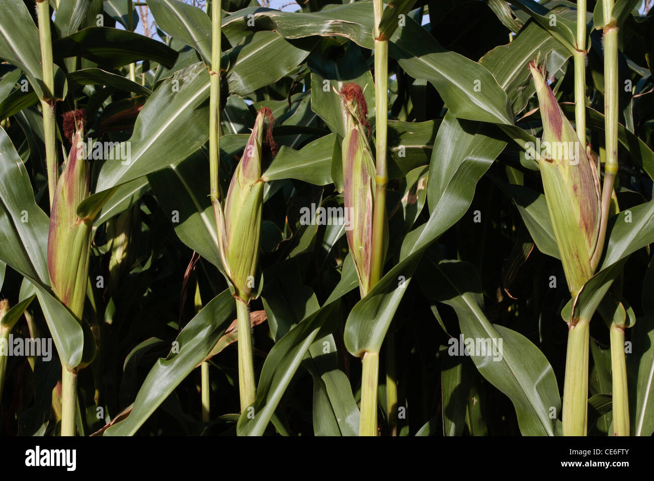 Freshly picked corn hi-res stock photography and images - Alamy