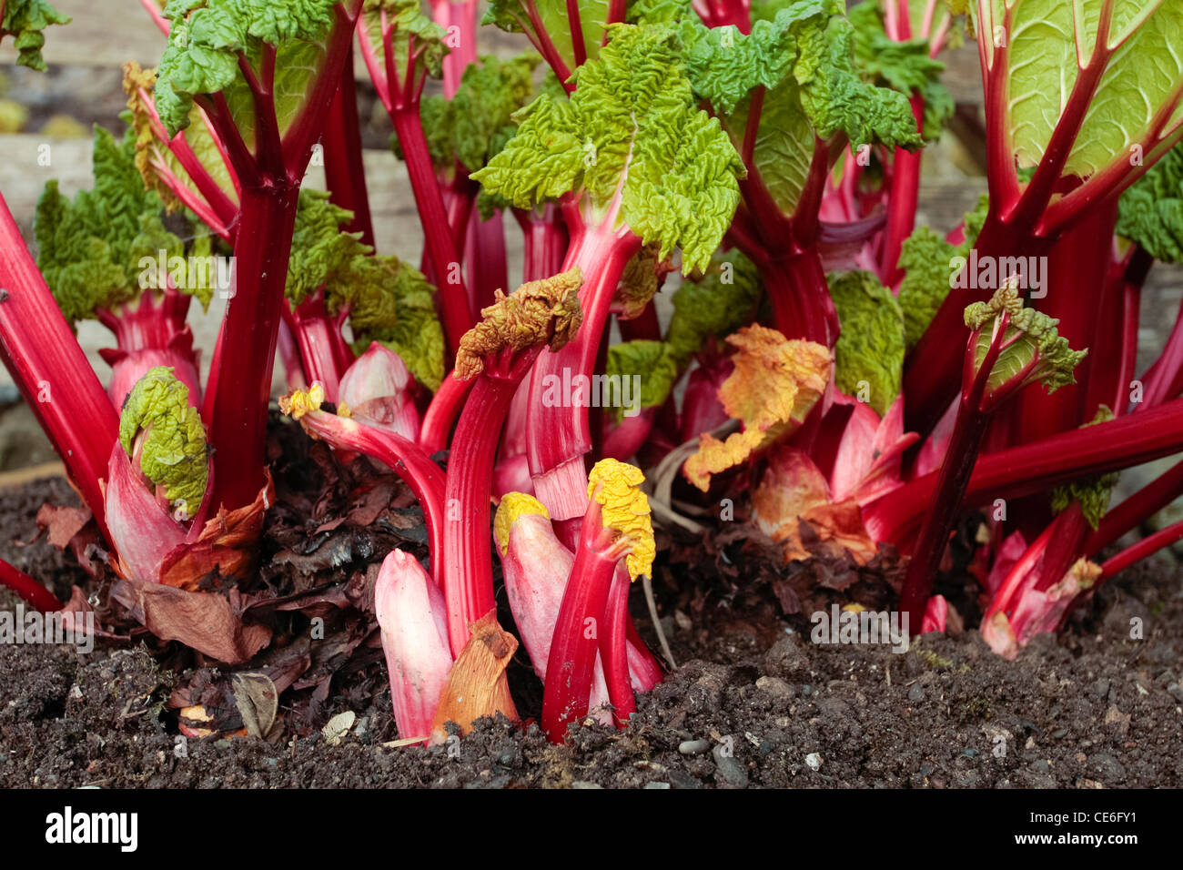 Young rhubarb shoots in spring Stock Photo - Alamy