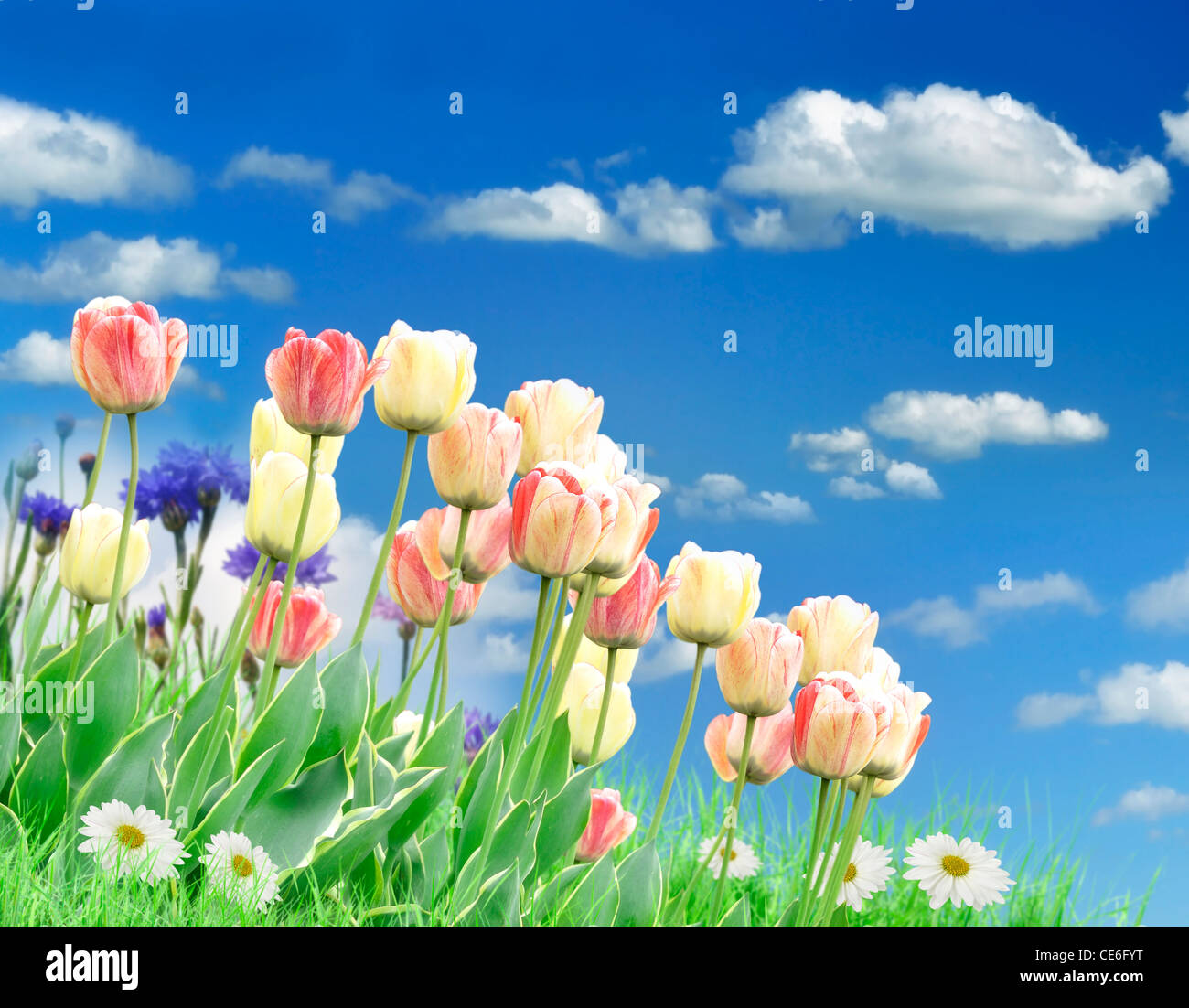 Colorful Spring Flowers And Grass Against A Blue Sky Stock Photo - Alamy