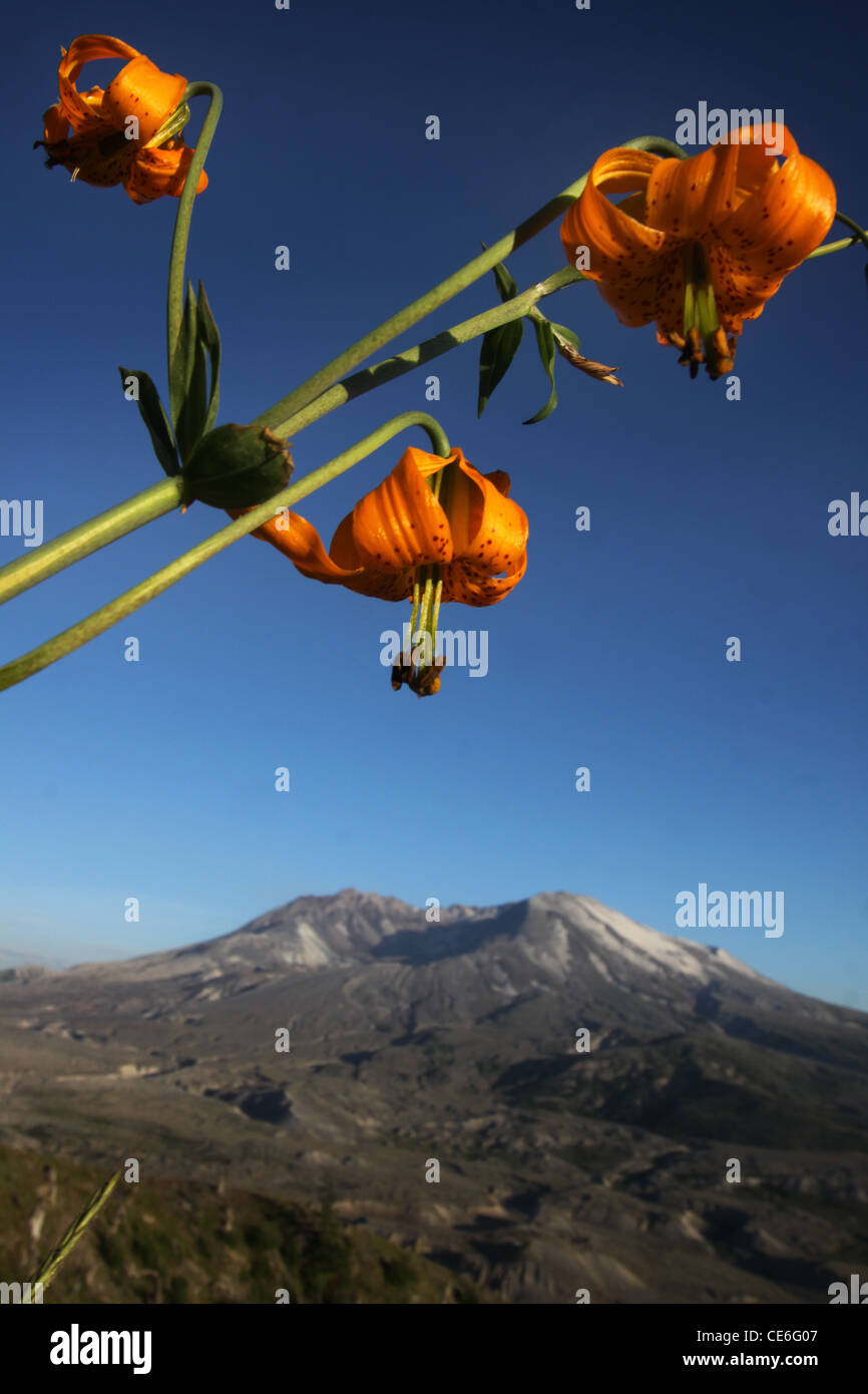 Tiger Lily flowers regrowth pumice plain Mount St Helens Volcano ...