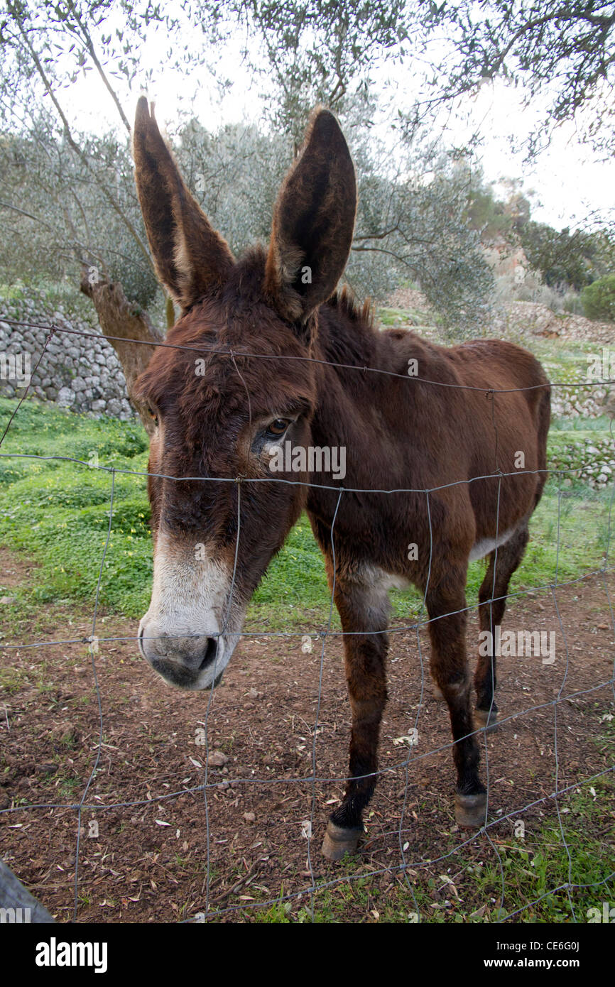 Donkey in coutryside hi-res stock photography and images - Alamy