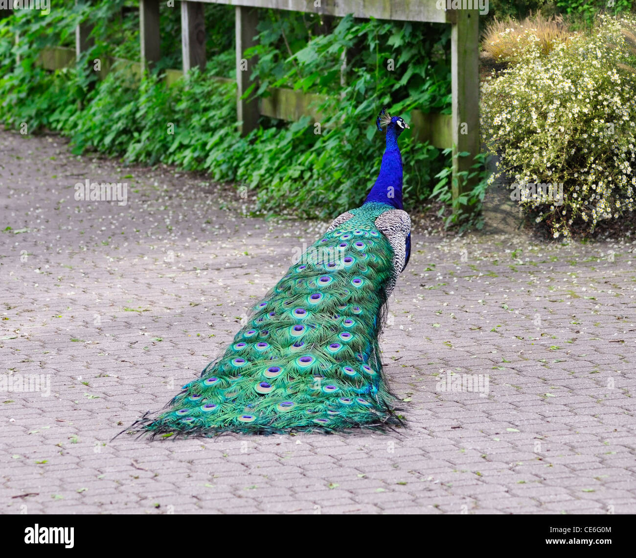 A Beautiful Peacock Walking In The Park Stock Photo - Alamy