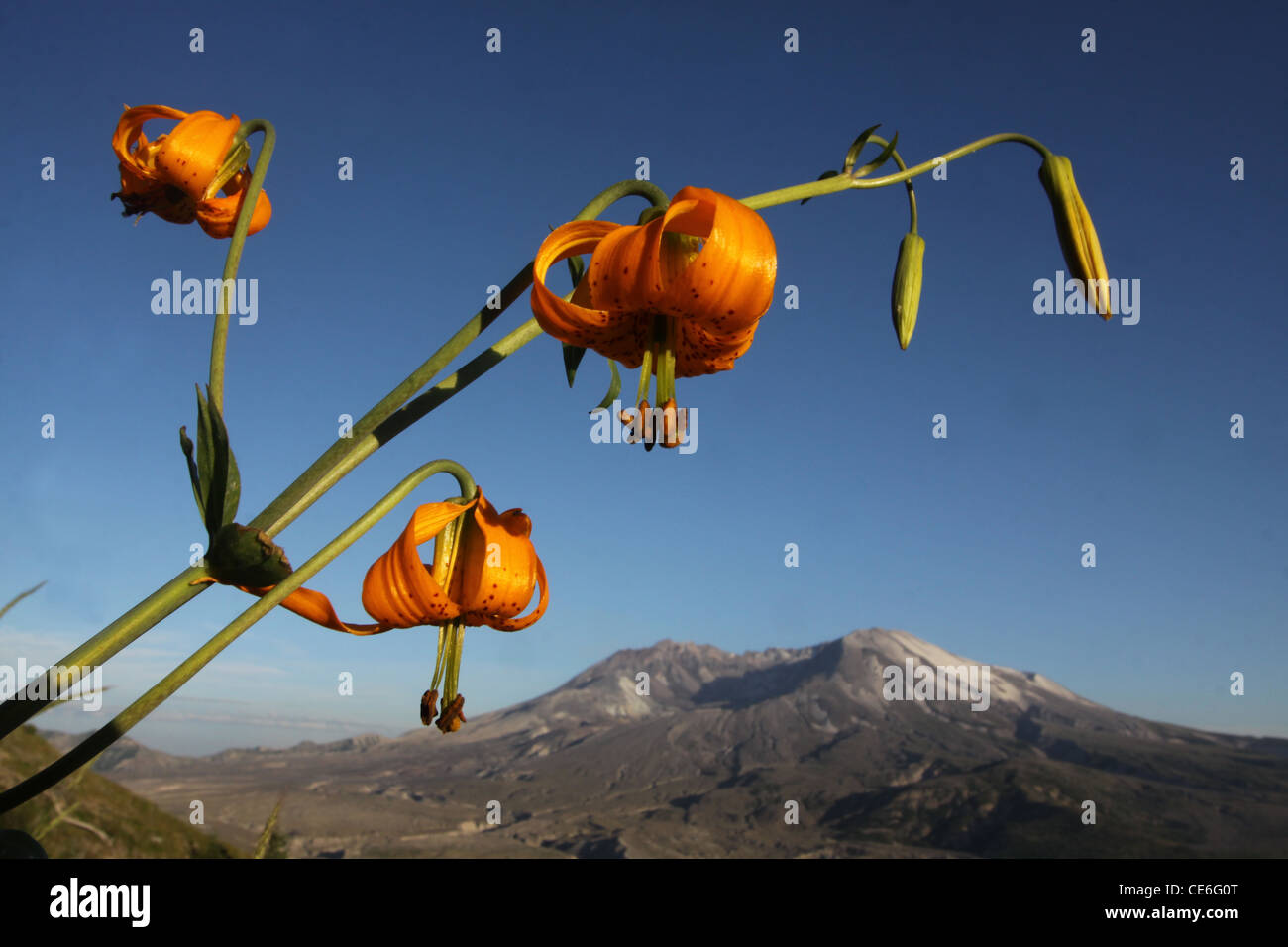Tiger Lily flowers regrowth pumice plain Mount St Helens Volcano ...
