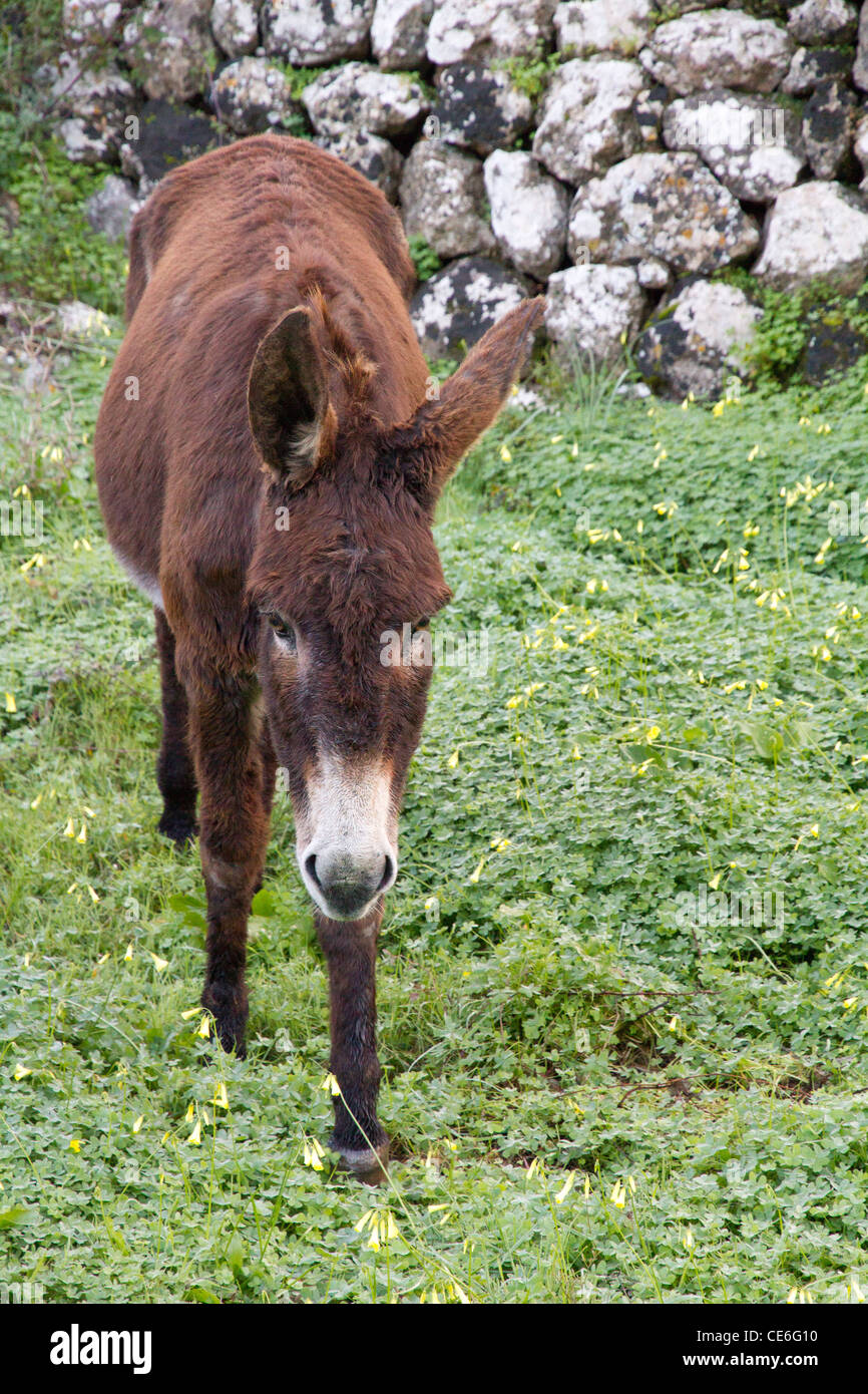Donkey in coutryside hi-res stock photography and images - Alamy