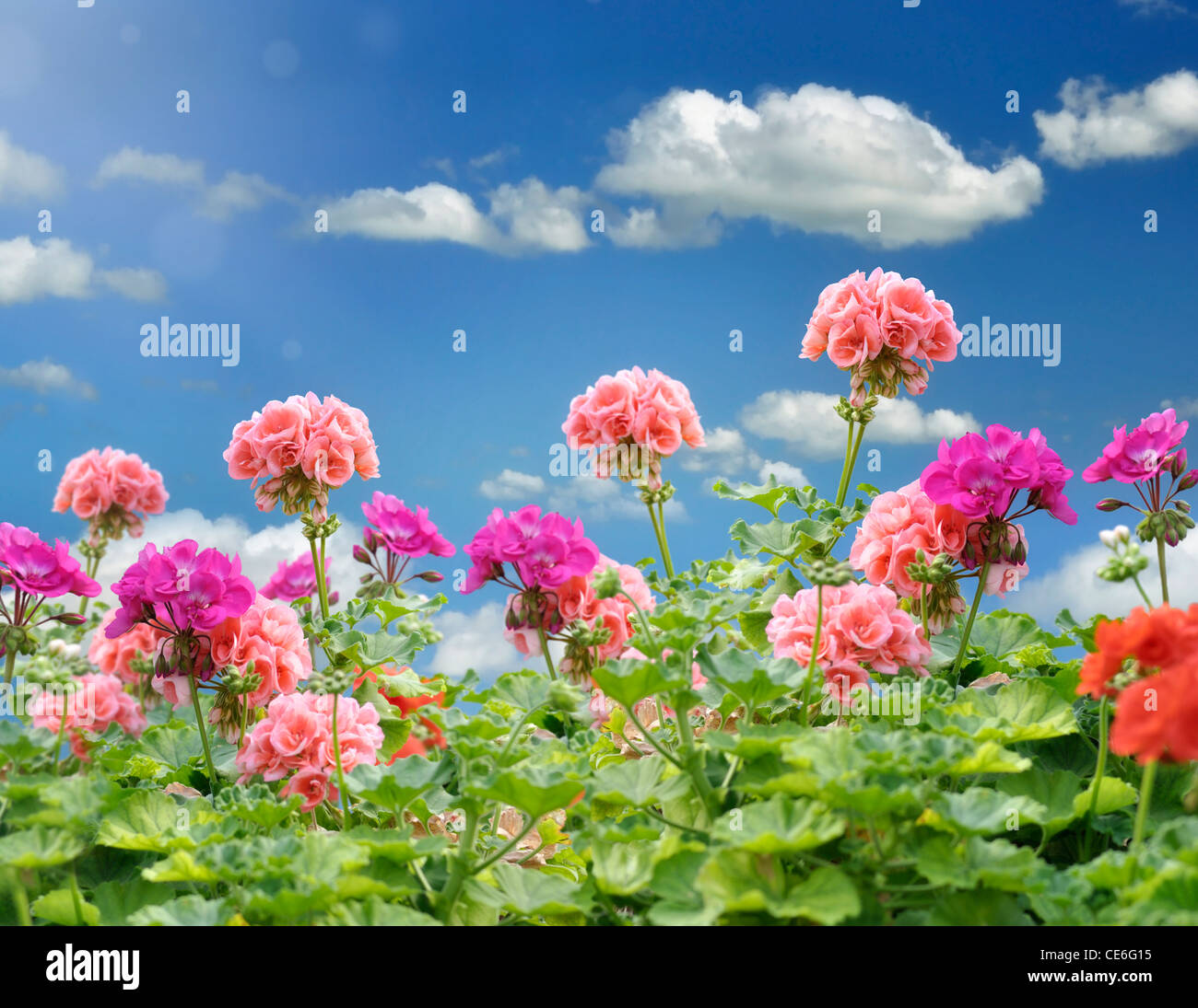 Sky blue geranium hi-res stock photography and images - Alamy