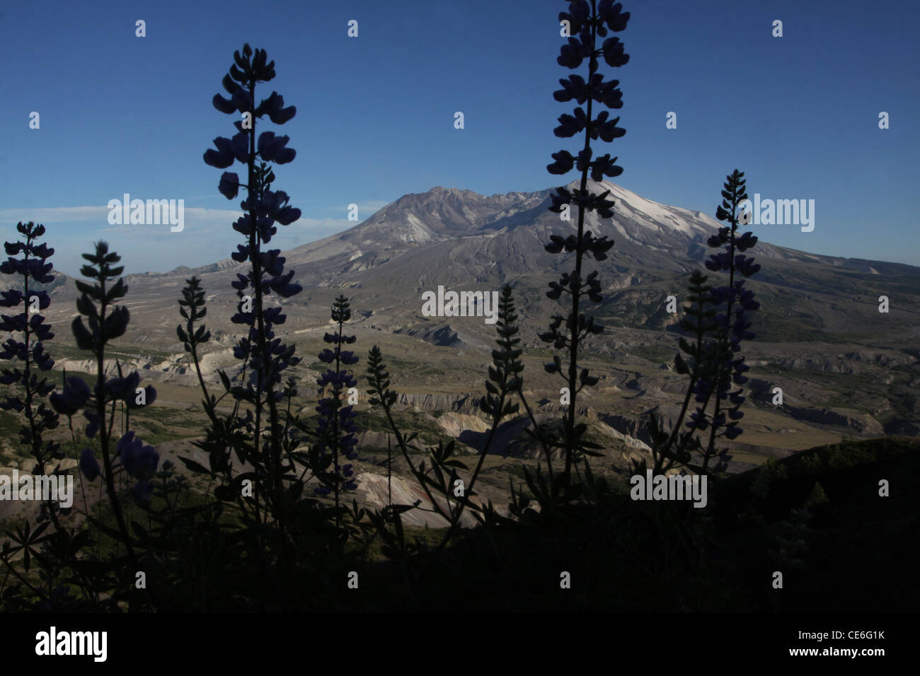 Prairie Lupine flowers regrowth pumice plain Mount St Helens Volcano ...