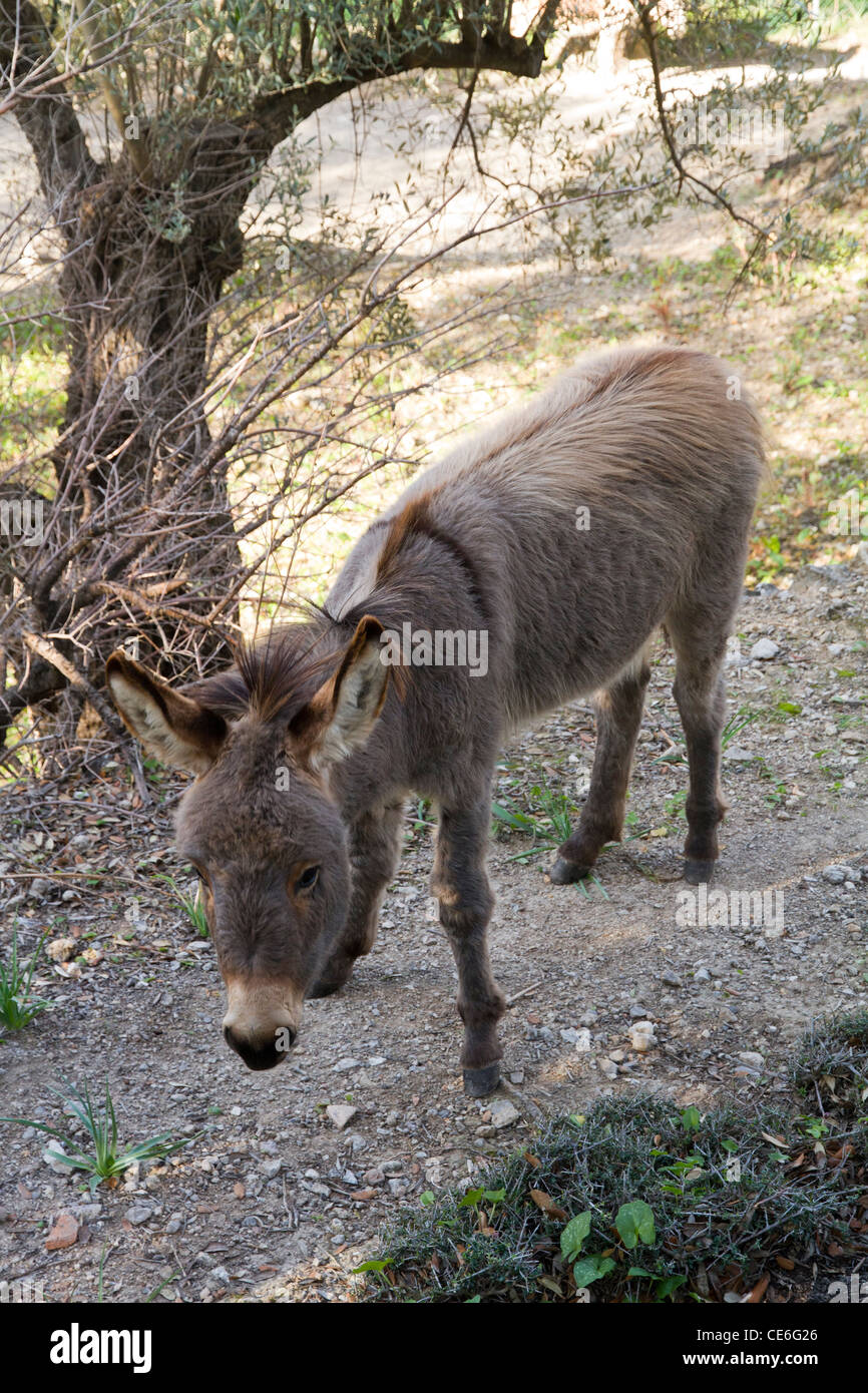 Donkey coutryside Majorca Mallorca Balearic islands Spain Stock Photo ...