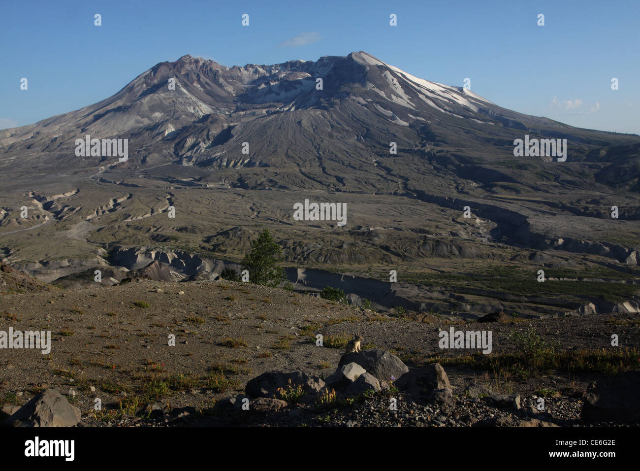 Golden Mantled Ground Squirrel pumice plain Mount St Helens Volcano ...