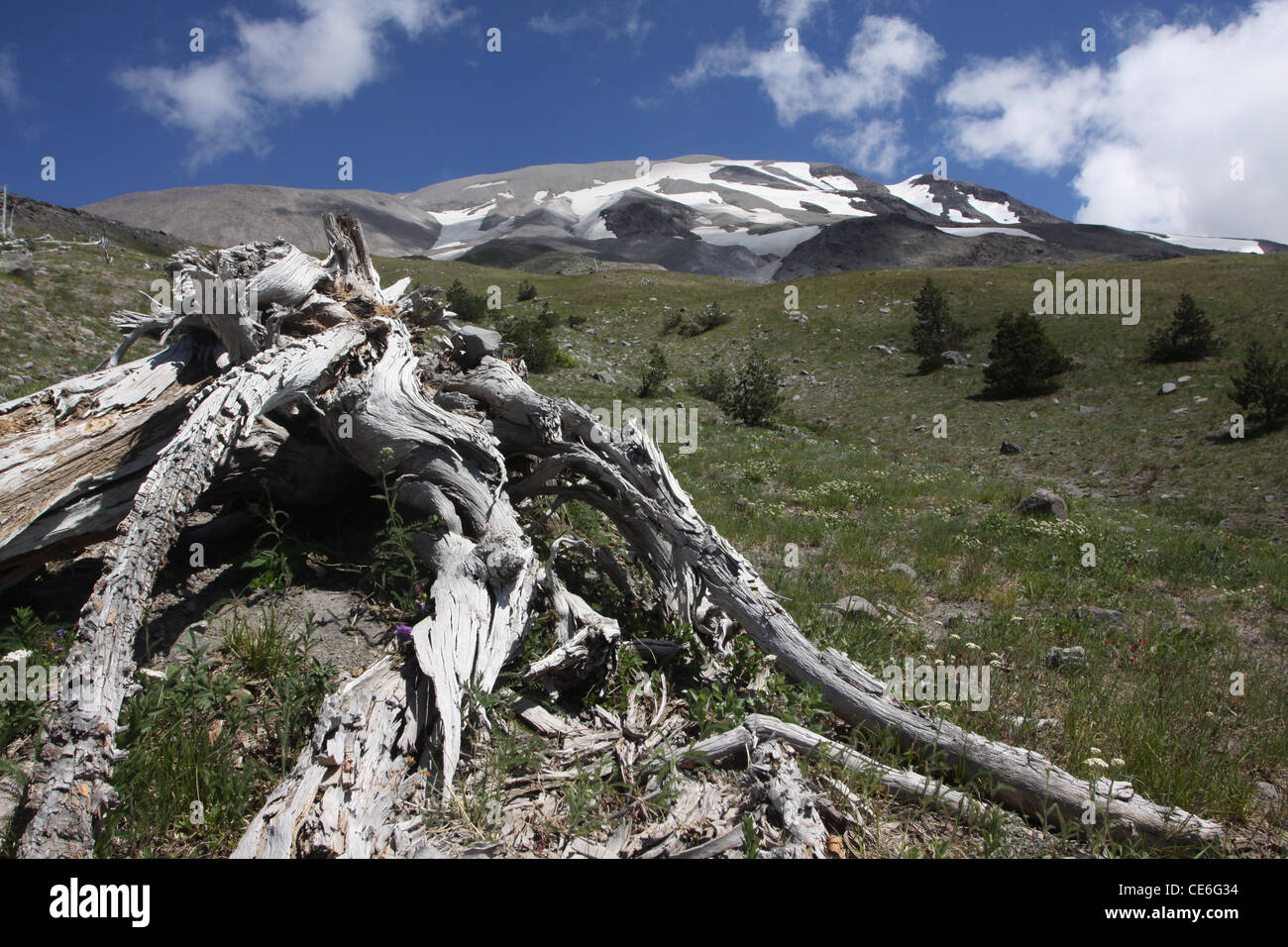 dead tree ash Mount St Helens Volcano National monument Stock Photo - Alamy