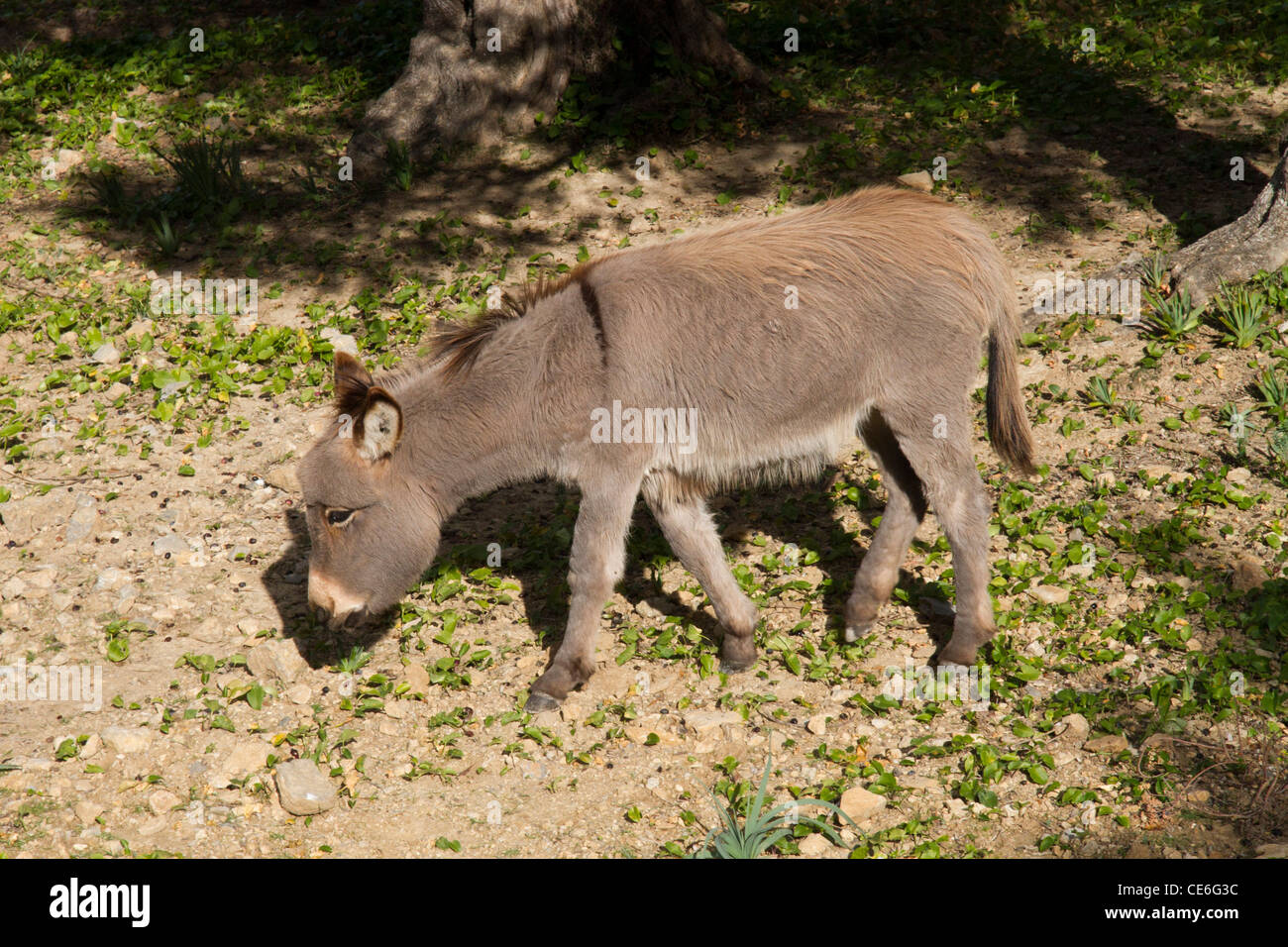 Donkey profile hi-res stock photography and images - Alamy