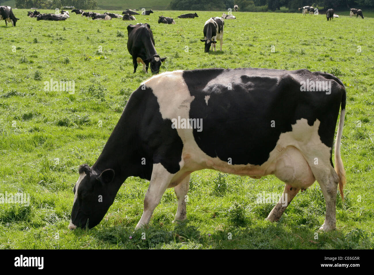 Cows grazing in fresh pastures Stock Photo - Alamy