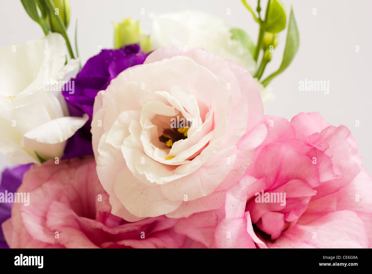 Bunch rose eustoma fresh hi-res stock photography and images - Alamy
