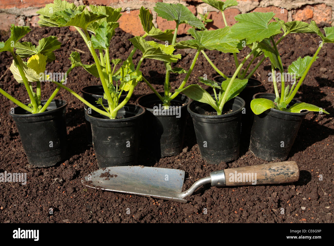 Planting seedling plants in prepared soil Stock Photo - Alamy