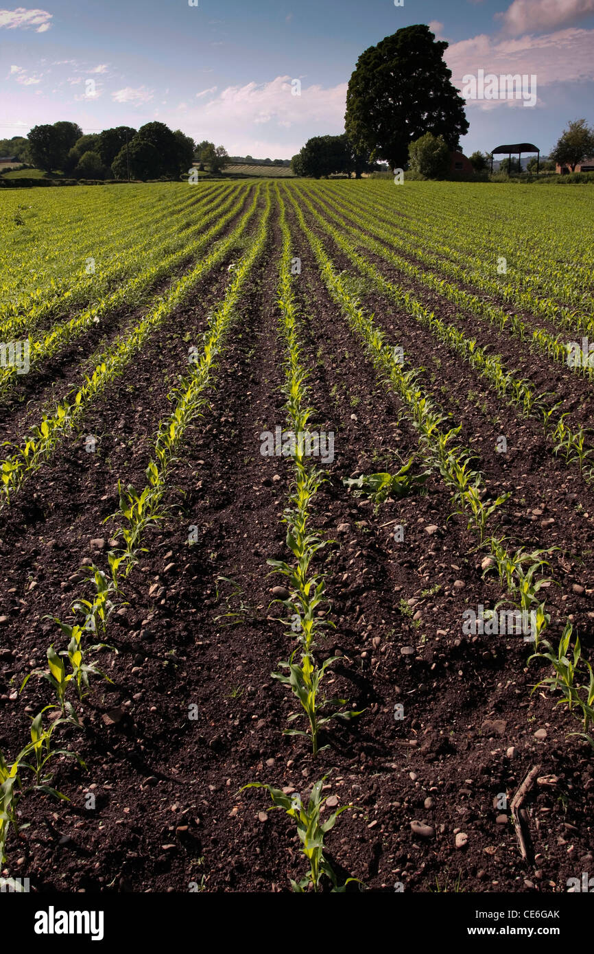 Crop field with corn seedlings in early spring Stock Photo - Alamy