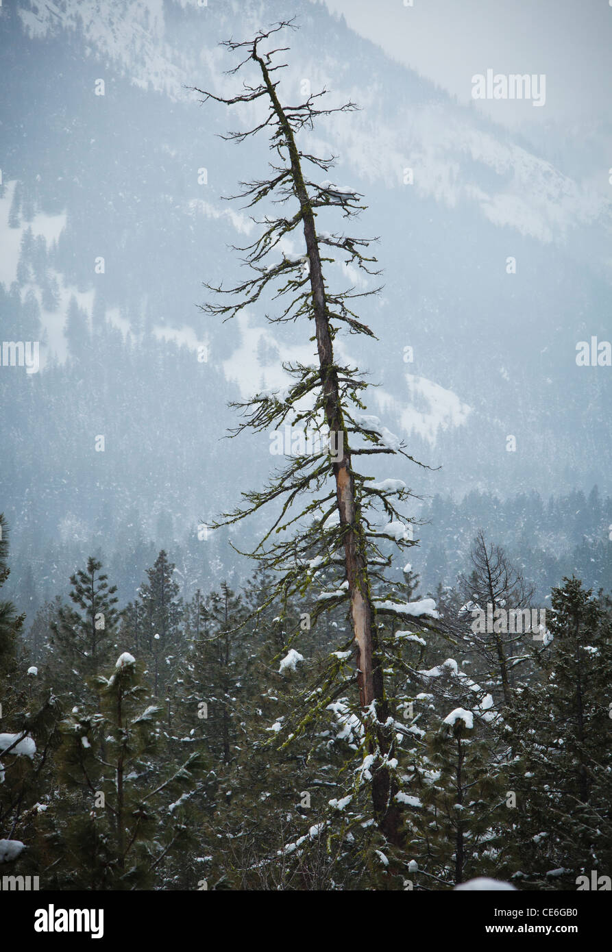 A big snag towering above the other trees in the Methow Valley near ...