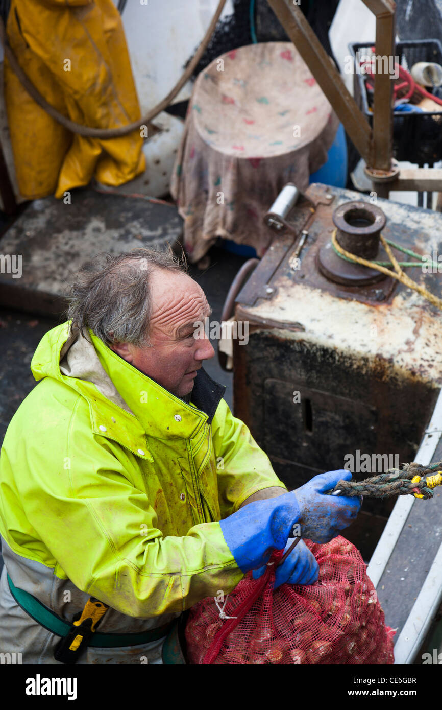 Fisherman prepares to lift a net of freshly caught shellfish, West Bay ...