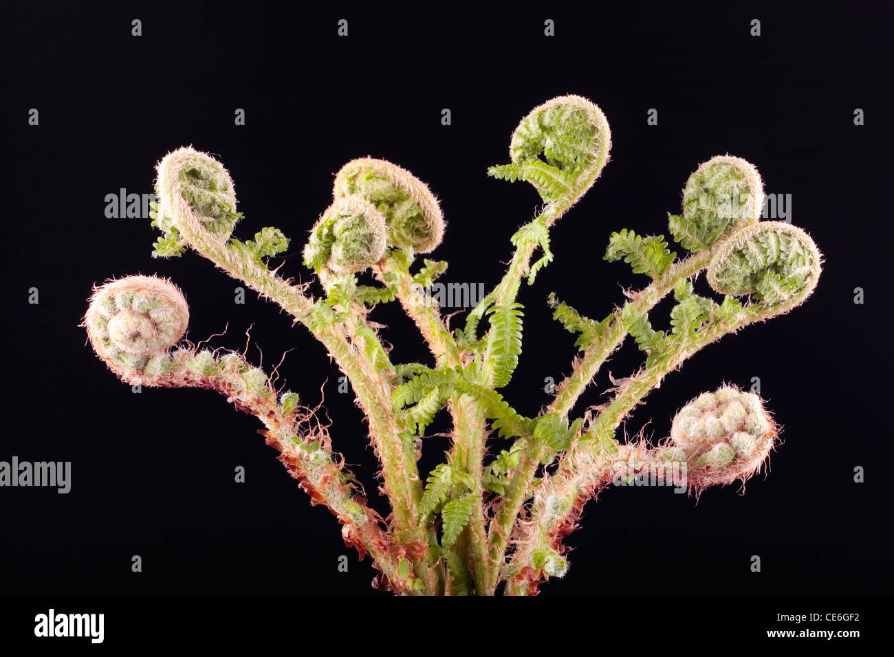 Fern plant with fronds uncurling over black background Stock Photo - Alamy Fern plant with fronds uncurling over black background Stock Photo - Alamy