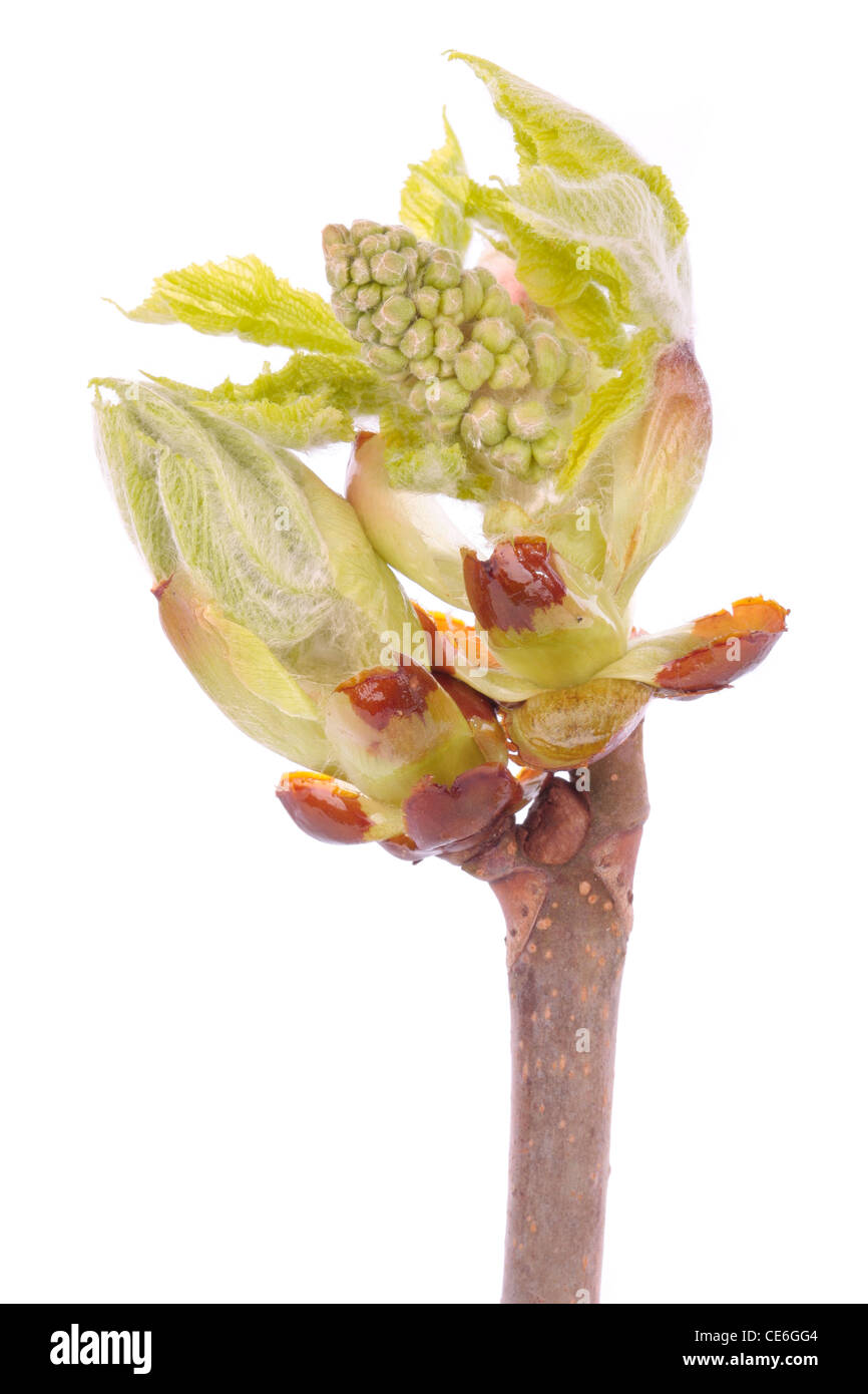 Spring buds on white Stock Photo - Alamy