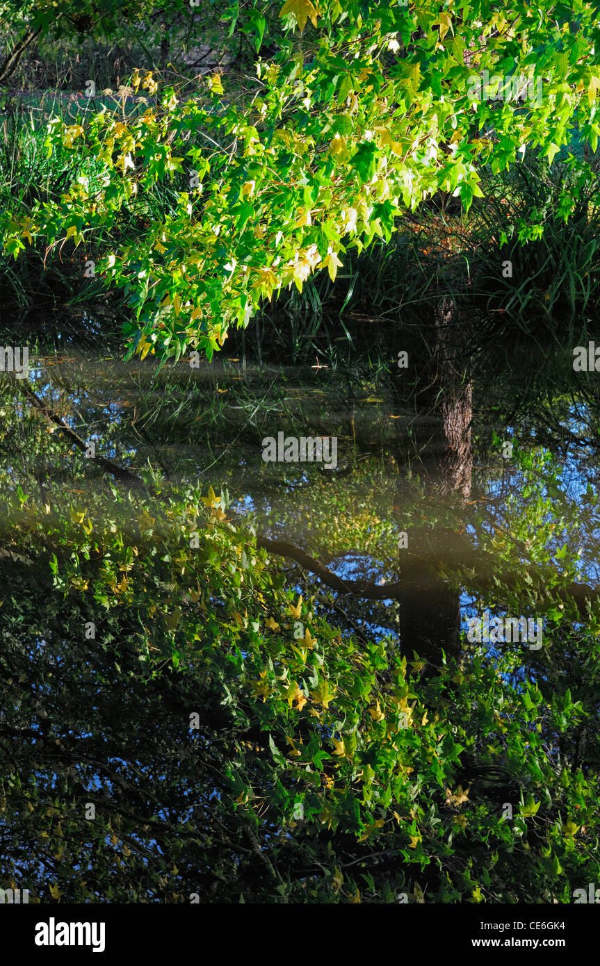 acer maple tree reflect reflection reflected pond pool water acers ...