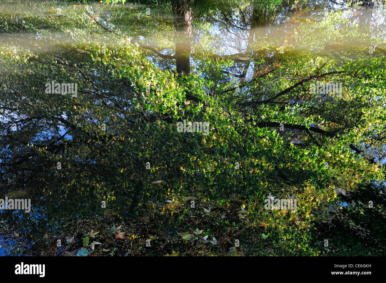 acer maple tree reflect reflection reflected pond pool water acers ...