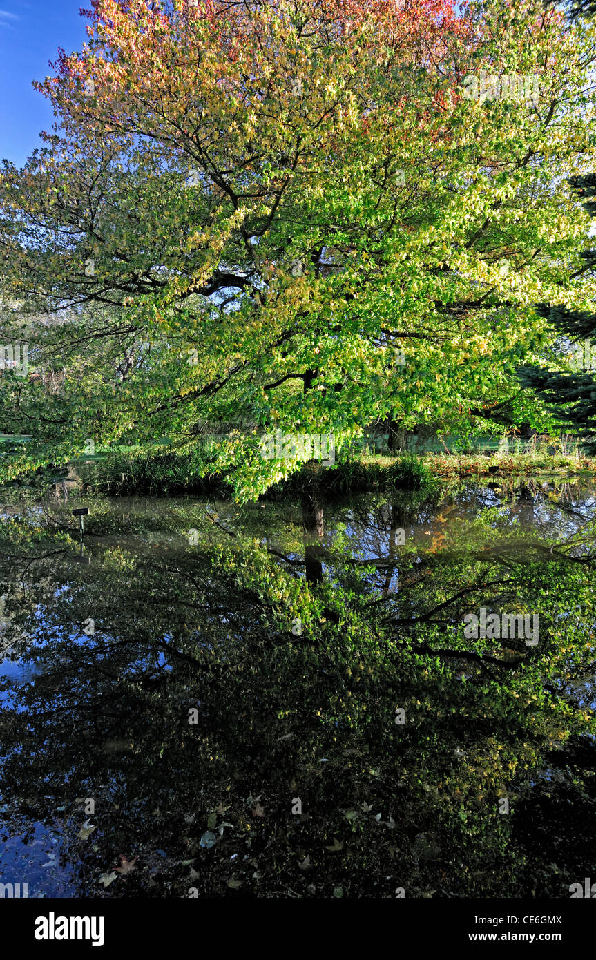 acer maple tree reflect reflection reflected pond pool water acers ...